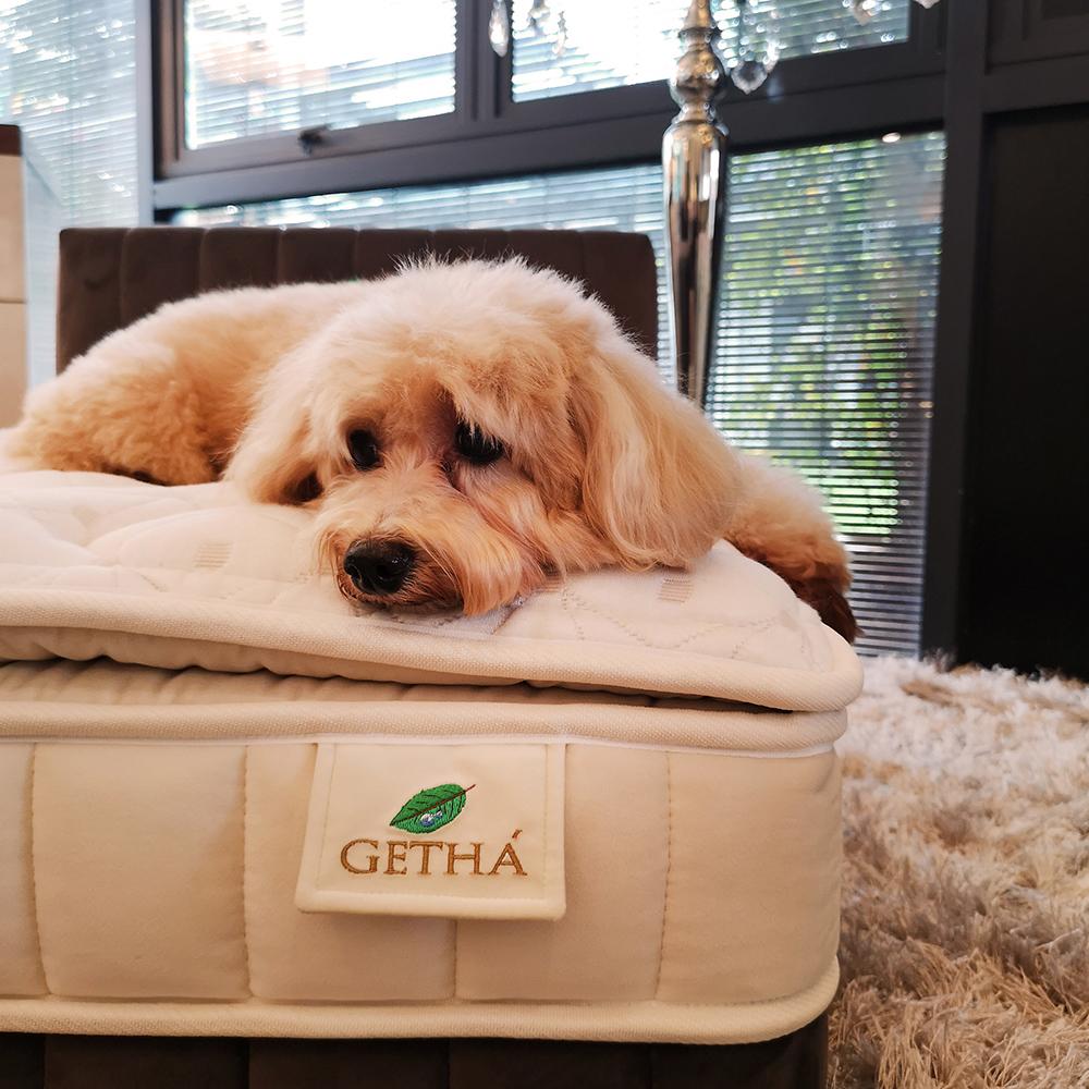 Pet Bed Frame Set – Getha Singapore Online Store